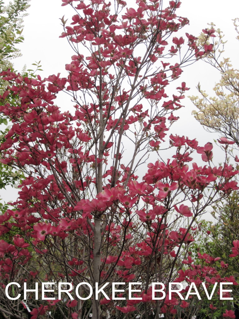 Cherokee Brave Dogwood | Lincoln Park Nursery